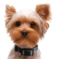 mini dog collar page 1: Welcome Page – Guidoy